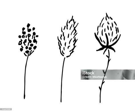간단한 손으로 그린 검은 윤곽선 벡터 그리기 가시가 많은 꽃 엉겅퀴의 꽃차례 세트 야생 들판 대초원 식물 식물과 자연 보보스에