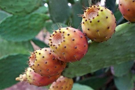 Nopales Tunas Y Xoconostles Parte De La Identidad Mexicana El Souvenir
