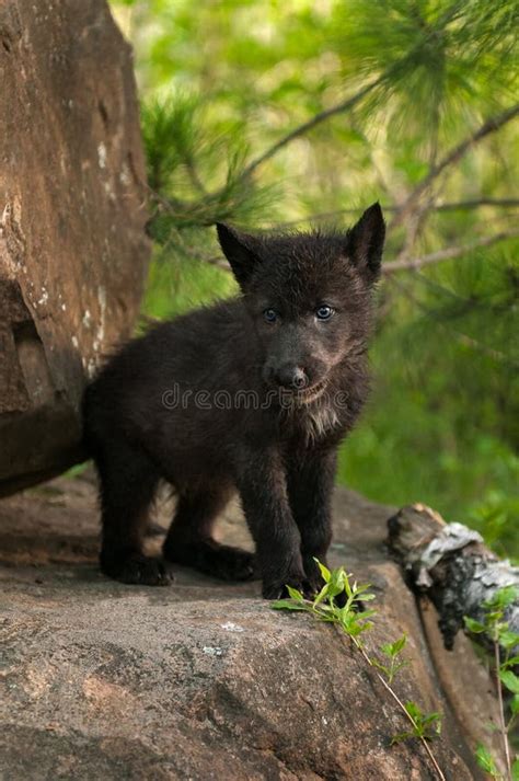 Black Wolf Pups At Alan Matheny Blog