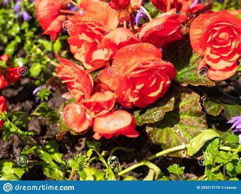 Garden Of Red Begonia Flowers On Background Tuberous Rooted Begonia