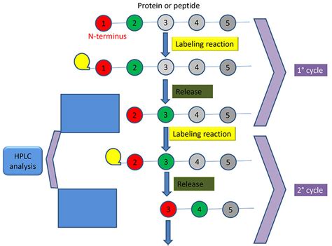 Proteinpeptide Sequencing Ibbr Cnr
