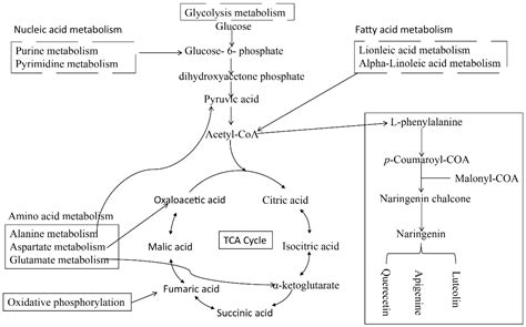 Metabolic Responses To Manganese Toxicity In Soybean Roots And Leaves