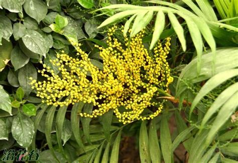 袖珍椰子会开花吗 花百科