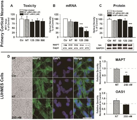 Suppression Of Mapt Mrna And Tau Protein Levels By Sirna In Primary