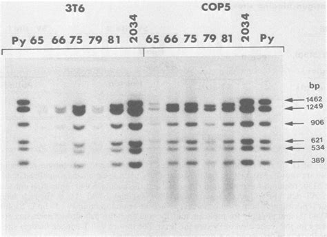 Replication Of Cloned Polyoma Genomes Each Hybrid Plasmid 05 Ug