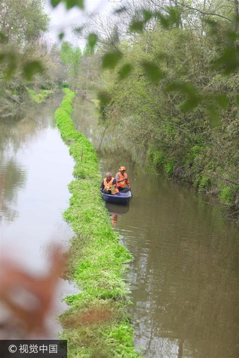 江蘇海安運用框架式生態浮床新技術 讓河道上長出水芹菜 每日頭條