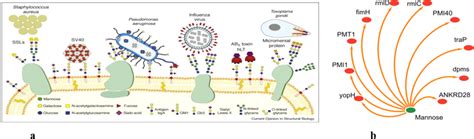 A Microbial Recognition Involving Mannose Of Human Cell Surface Download Scientific Diagram