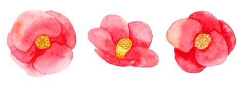 빨간 이중 꽃이 있는 동백 Japonica 식물 수채화 그림입니다 단순하고 스타일리시한 스타일입니다 인사말 카드 또는 청첩장을 위한 장식 요소 세트입니다 손으로 그린 고립