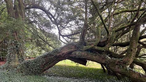 Veon Arboriculture Yew Tree Condition Assessment Survey Veon