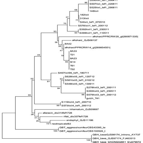 Pdf Molecular Identification Trichoderma With Tef1 And Evaluation Of Their Antagonistic Potential