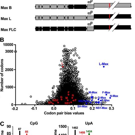 Generation Of Codon Pair Optimized Cpo Rrsvs A Gene Maps Of The Download Scientific