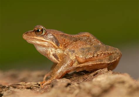 Rana Temporaria Stock Image Image Of Nature Rana Small 33313925
