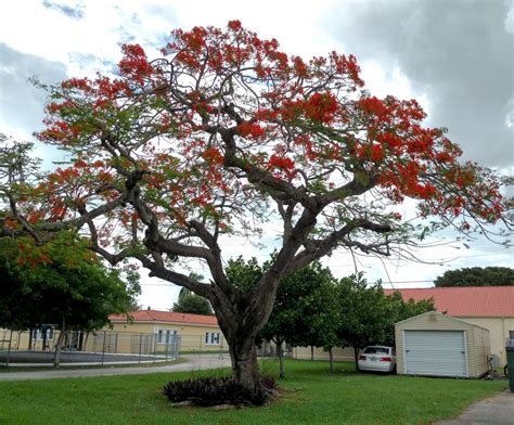 Royal Poinciana Tree Southern California
