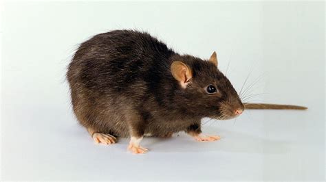 145 Million Year Old Rat Like Fossil Found In Dorset Could Be ‘our Earliest Ancestor — Rt Uk News 145 Million Year Old Rat Like Fossil Found In Dorset Could Be ‘our Earliest Ancestor — Rt Uk News