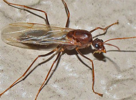 Camponotus Floridanus Bugguidenet