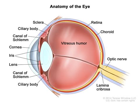 Retinoblastoma Treatment Pdq®health Professional Version Siteman