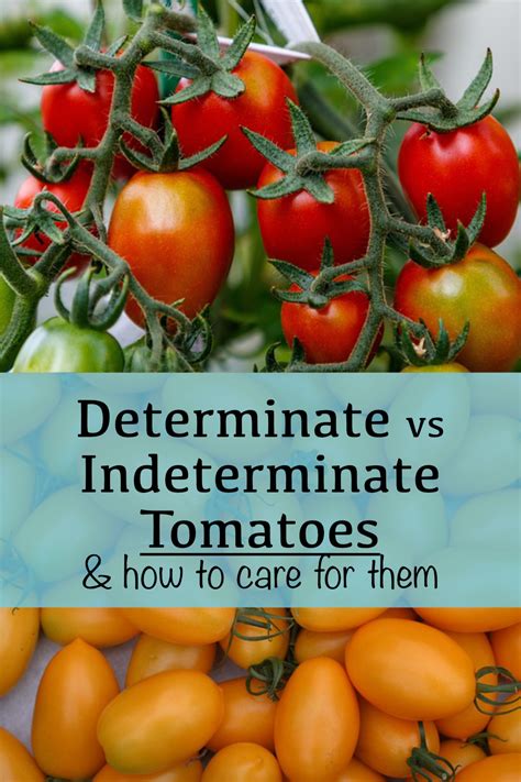 Determinate Vs Indeterminate Tomatoes Golden Thyme Homestead