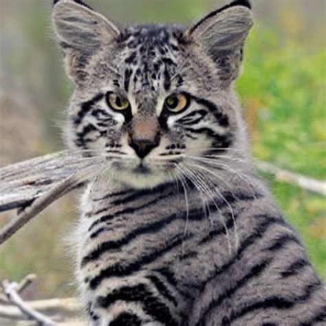 Metamorph Multimodal Understanding And Generation Via Instruction Tuning