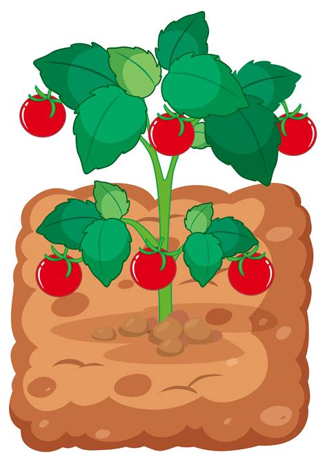 Tomato Plant On The Soil 293374 Vector Art At Vecteezy