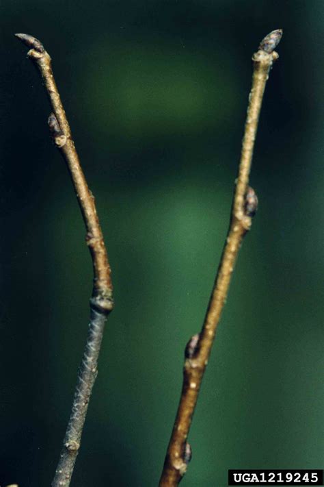 Arkansas Tree Database American Elm