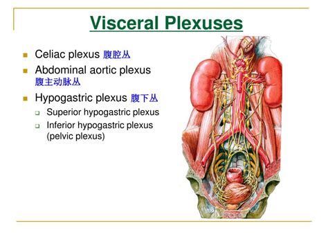 Ppt The Visceral Nervous System Powerpoint Presentation Free Download Id 3796451