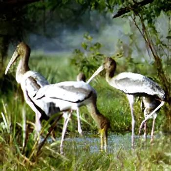 Kumarakom Bird Sanctuary Wildlife In Kerala Southtourism