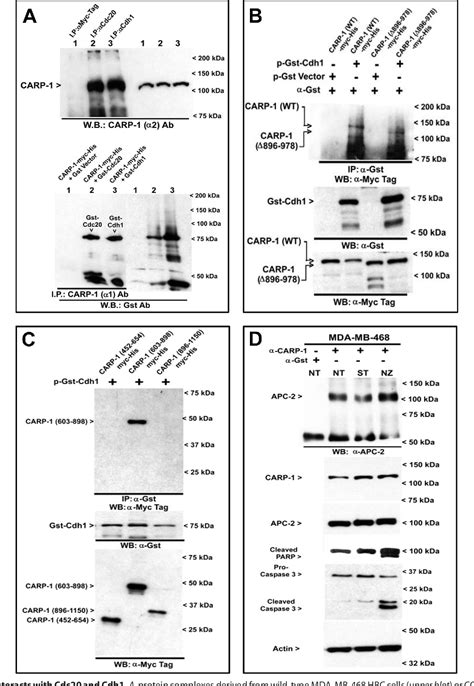 Figure 3 From Antagonists Of Anaphase Promoting Complex Apc 2 Cell Cycle And Apoptosis
