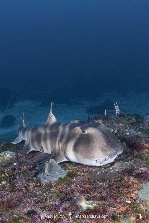 Japanese Bullhead Shark Heterodontus Japonicus