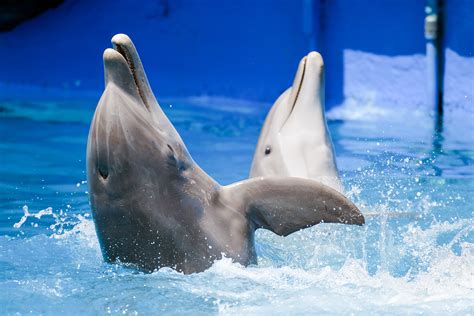 Common Bottlenose Dolphin Tursiops Truncatus Zoochat