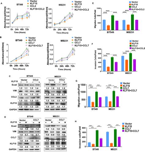 Exogenous Ccl2 Or Ccl7 Expression Partially Reverses Klf15s Effect On Download Scientific