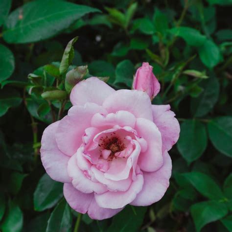 Kuonyesha Mapenzi Tanzania