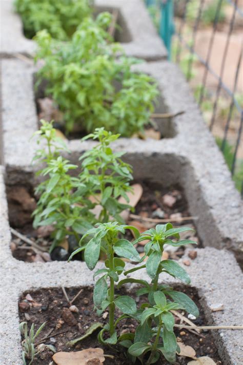 무료 이미지 식품 목초 생기게 하다 야채 흙 정원 꽃 피는 식물 연간 공장 육상 식물 벌금 3456x5184 203021 무료 이미지 Pxhere