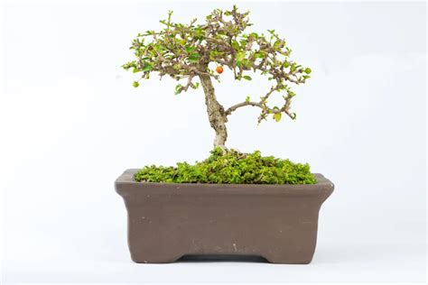 Bonsai Fukien Tea Care Guide Expert Tips