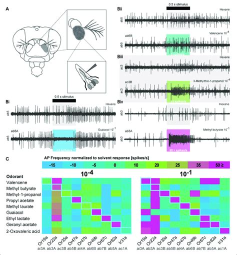 Olfactory Sensory Neuron Osn Responses After Stimulation With