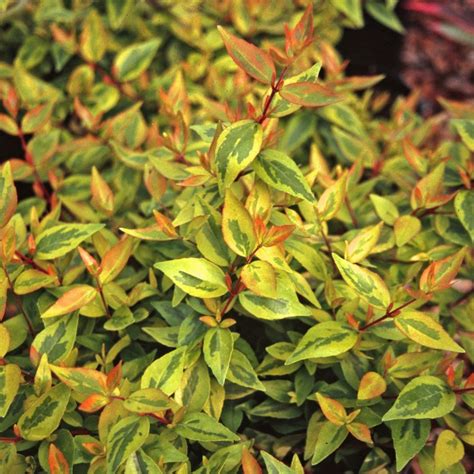 Buy Abelia Abelia × Grandiflora Kaleidoscope Pbr £18 39 Delivery By