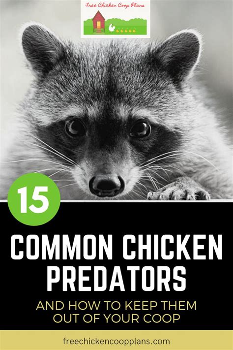 15 Common Chicken Predators Stop Them Now
