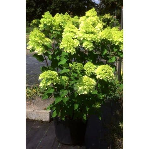 Хортензия Мохито Цветя декоративни растения Разград Хортензия Мохито Цена за 1 сакси