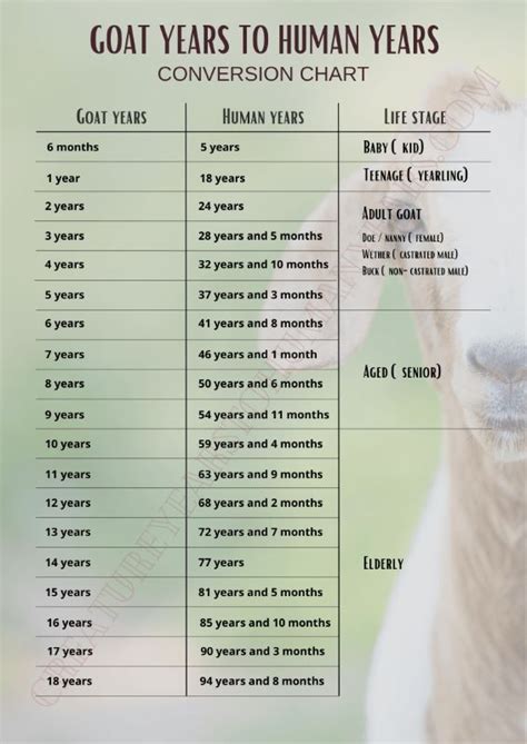 Lamb Years To Human Years At Douglas Ogden Blog