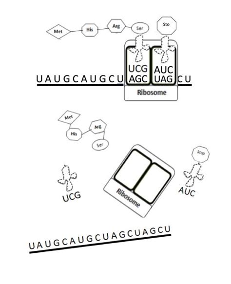Decoding Dna Worksheet Answers Chart Sheet Gallery