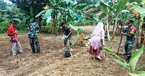 Lakukan Penanaman Bibit Jagung Bentuk Kepedulian Babinsa Bantu Warga