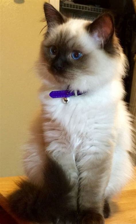 Pin By Judy Shoup On ~ Kittens For Karen Cute Cats Kittens Cutest