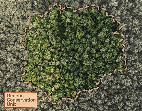 Genetic Conservation Units Euforgen European Forest Genetic Resources