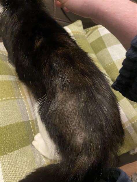 Cat Has Dry Hair And Scabs All Over His Back Rvethelp