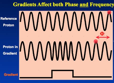 Pe Gradient Questions And Answers In Mri