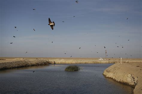 Blame The Drought Wildlife Disappearing In Tulare Basin