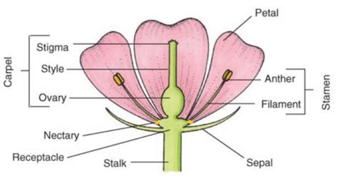 Sexual Reproduction In Flowering Plant Flashcards Quizlet
