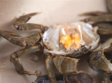 땅콩호박 퓌레 레시피