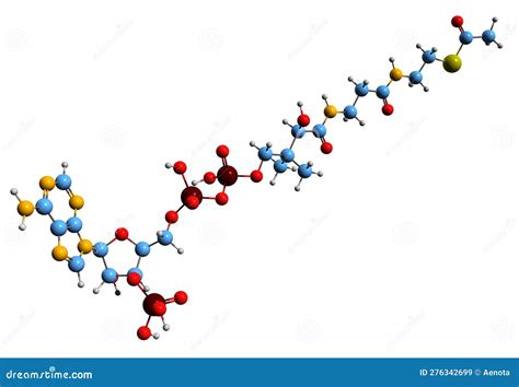 Acetyl Coa Structure