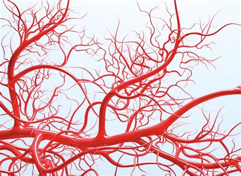 Кровеносные сосуды картинки 33 фото