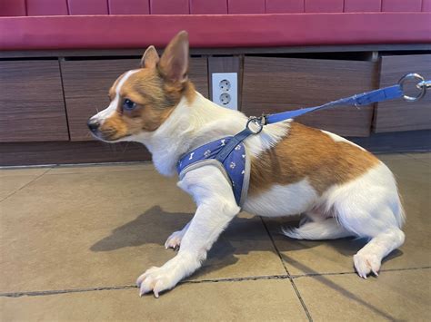 믹스견 아지 엑조틱크기 터키시앙고라크기 페르시안크기 하이랜드폴드크기 애완견크기 반려견크기 소형견무료입양사이트 중형견무료입양사이트 대형견무료입양사이트 미니비숑프리제무료입양